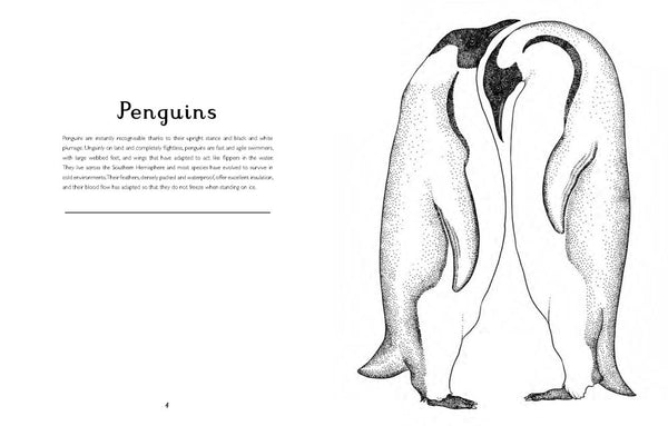 Animalium Colouring Book | Books | Indigo Blue Trading